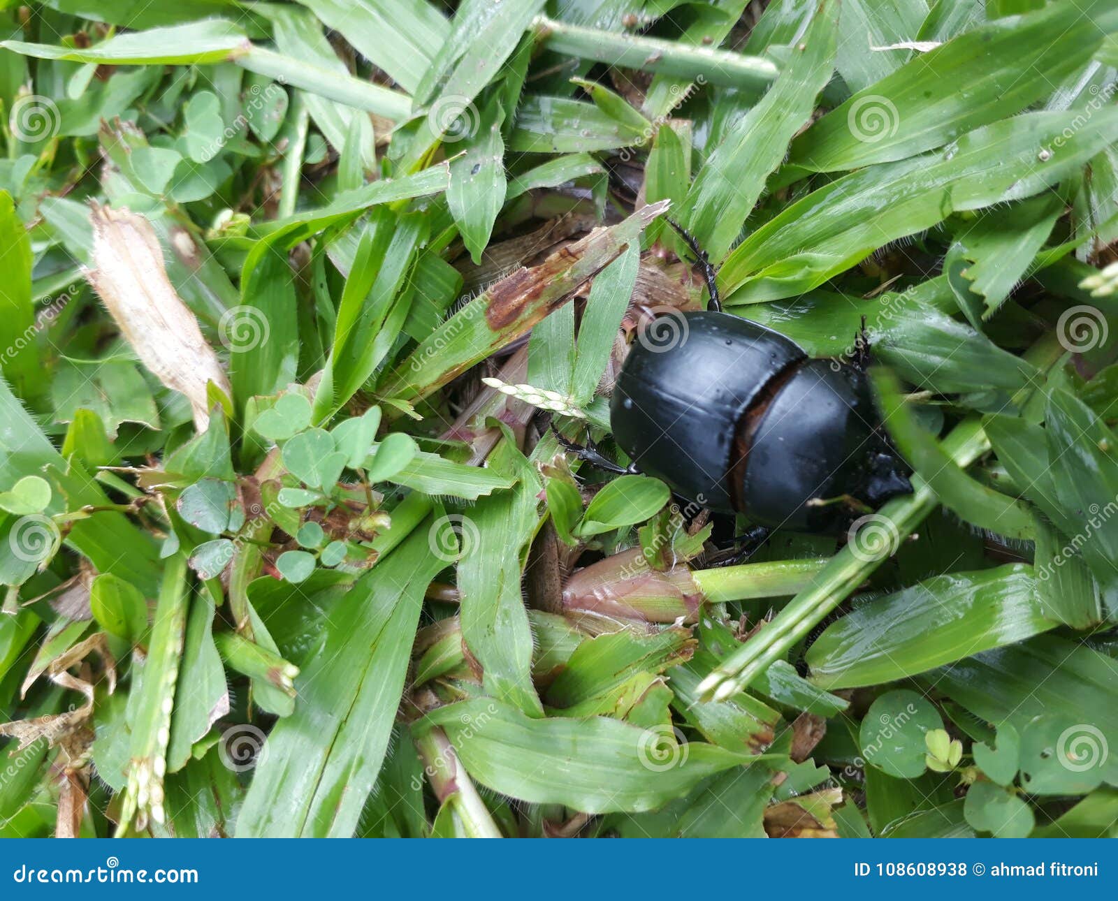 Insect stock photo. Image of cloud, insect, grass, morning - 108608938