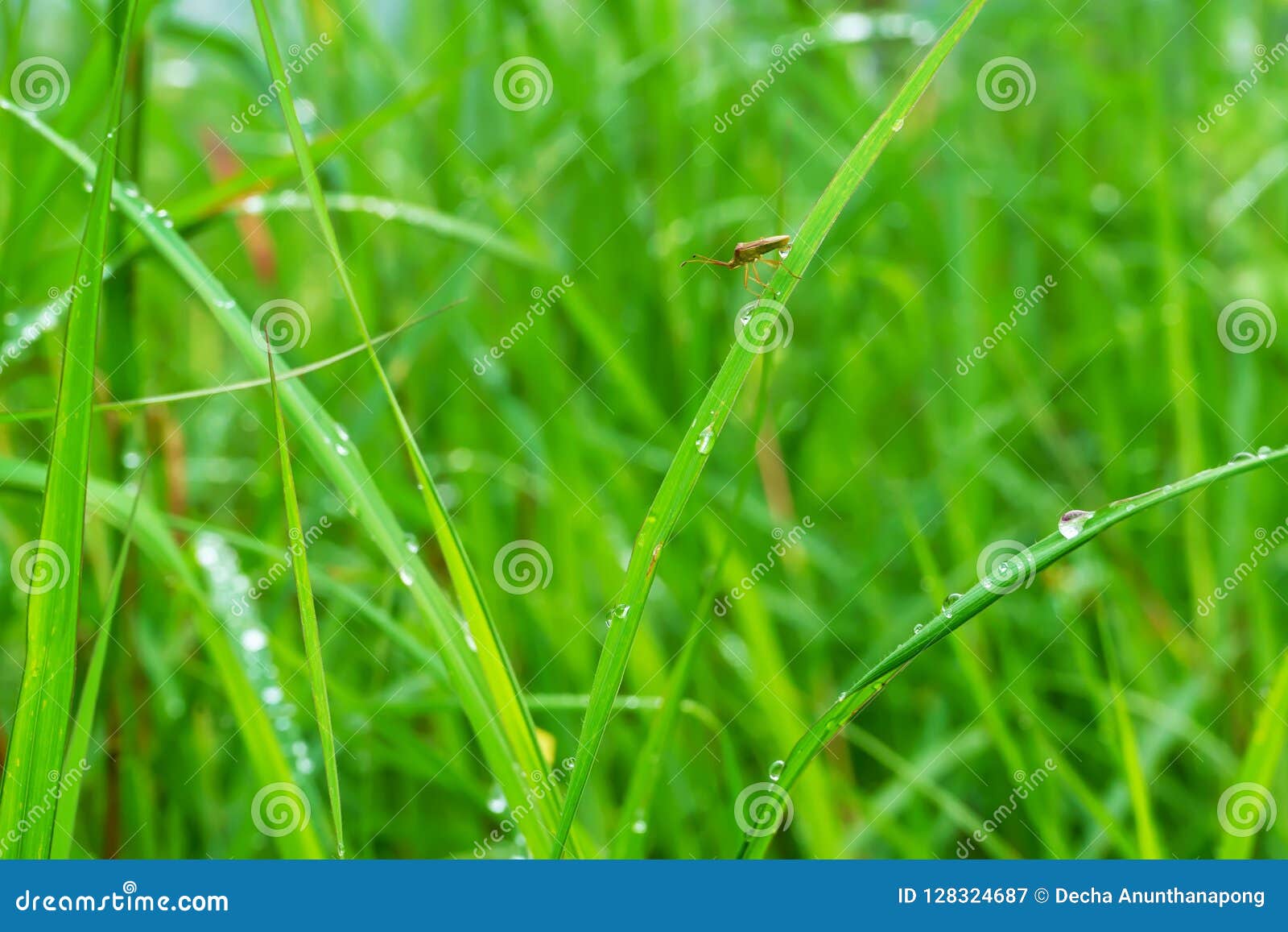 Insect on the grass stock image. Image of leaf, closeup - 128324687