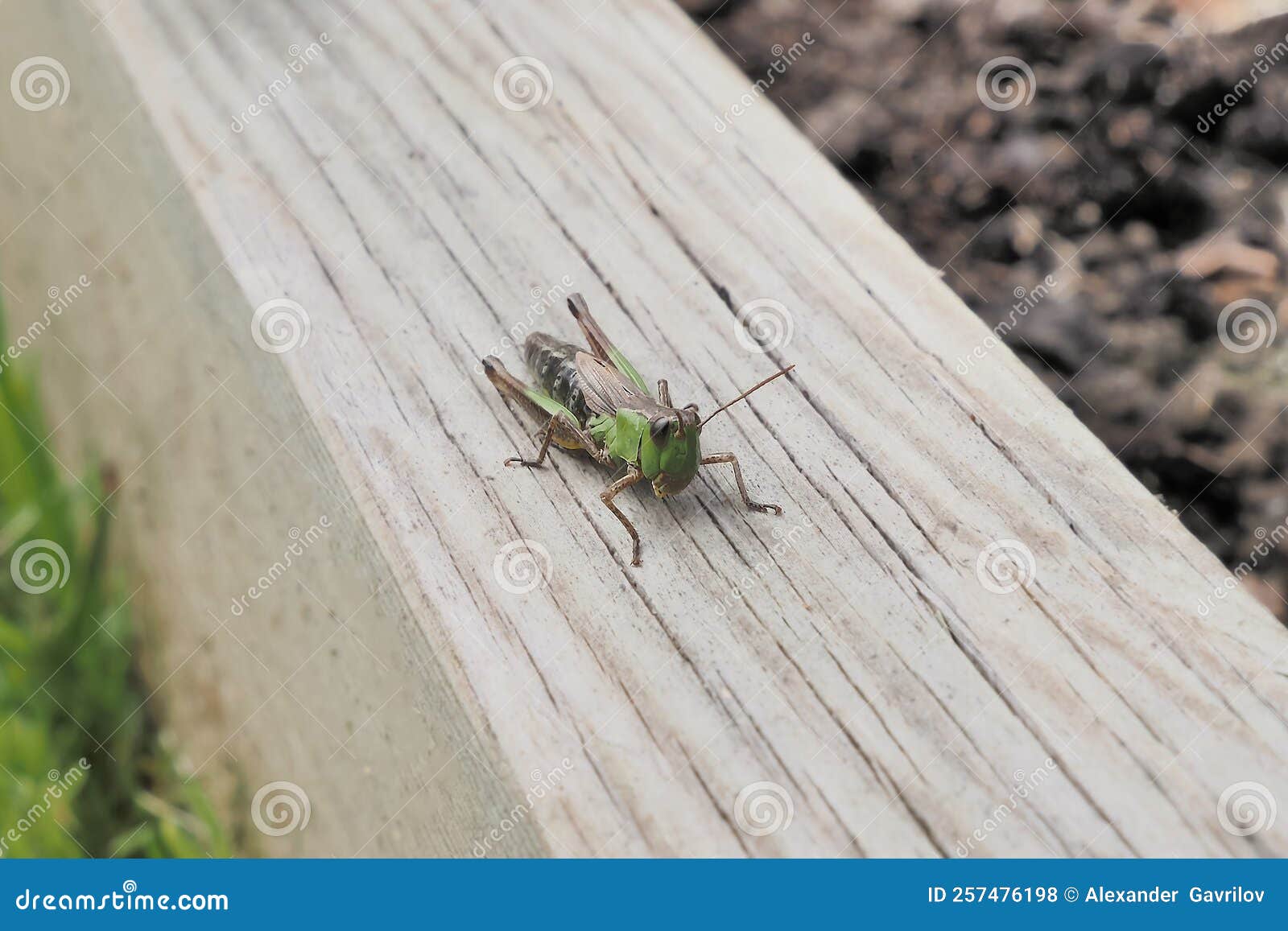 Insect - Grasshopper. Insects in the Wild Stock Photo - Image of insect ...