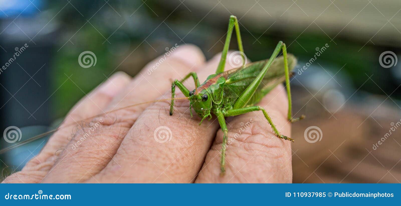 Insect, Grasshopper, Locust, Cricket Like Insect Picture. Image: 110937985