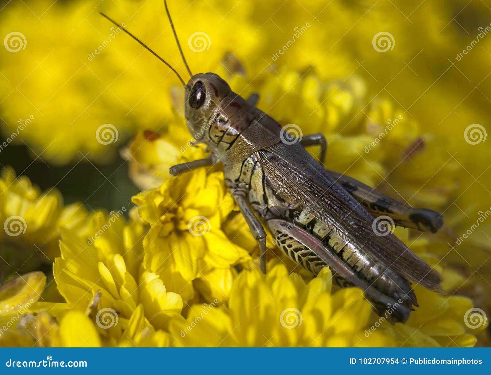 Insect, Grasshopper, Yellow, Locust Picture. Image: 102707954
