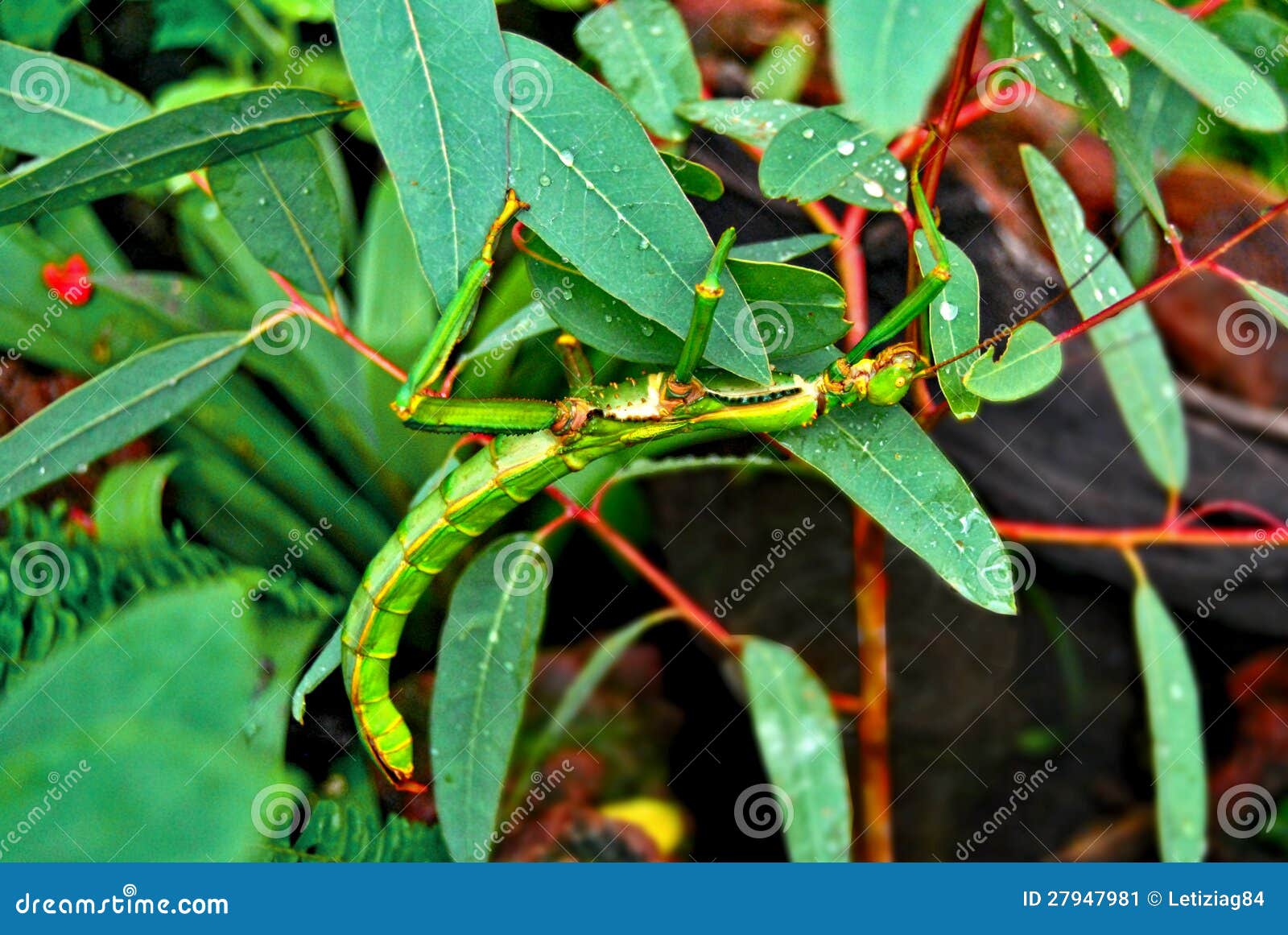 Insect In Green Forest Vegetation. Giant Swallow Tail, Papilio Thoas ...