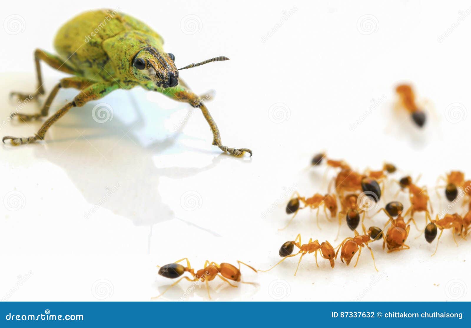Insect Green and Ants on White Stock Photo - Image of goliath ...