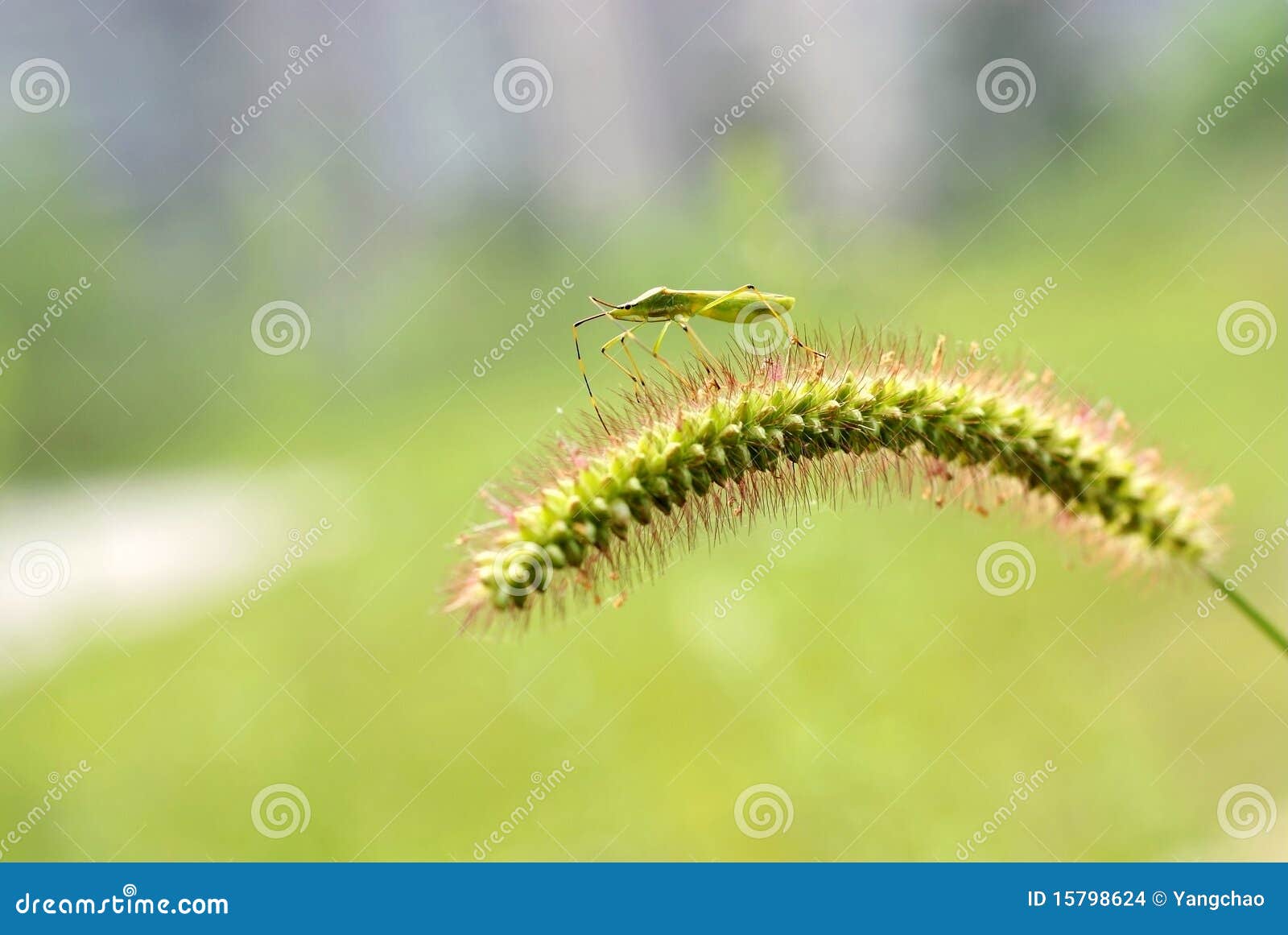 Insect on Green Bristle Grass Stock Photo - Image of seed, fresh: 15798624