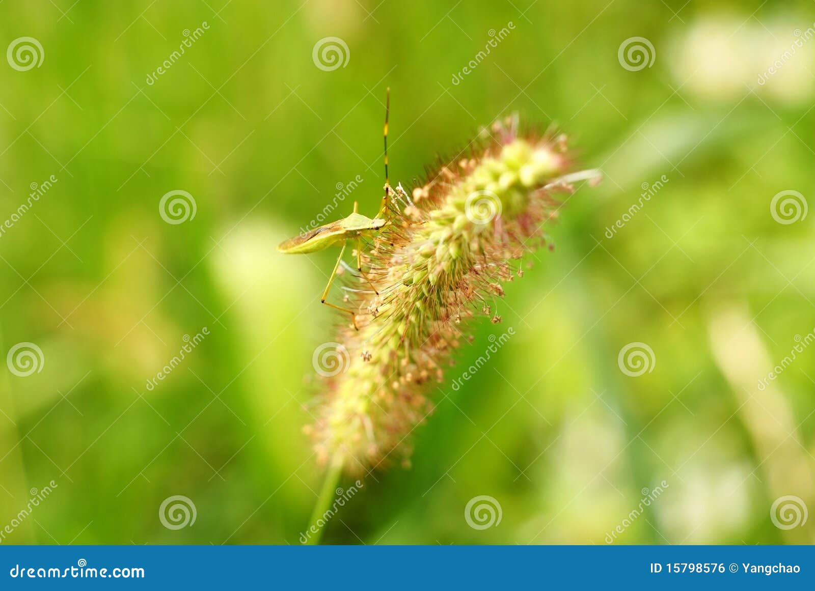 Insect on Green Bristle Grass 2 Stock Photo - Image of bristle, insect ...