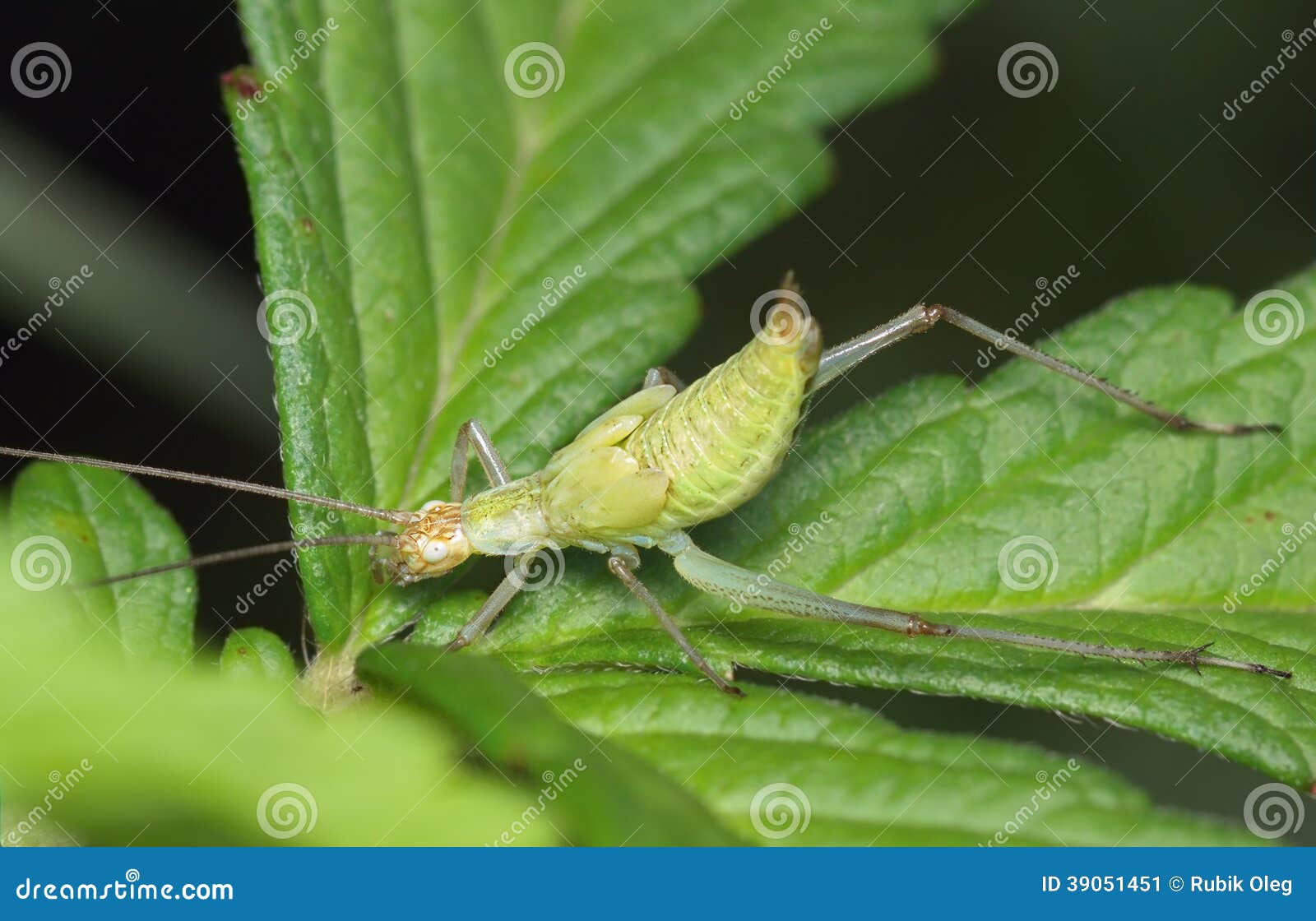 Insect a green cricket stock image. Image of grass, body - 39051451