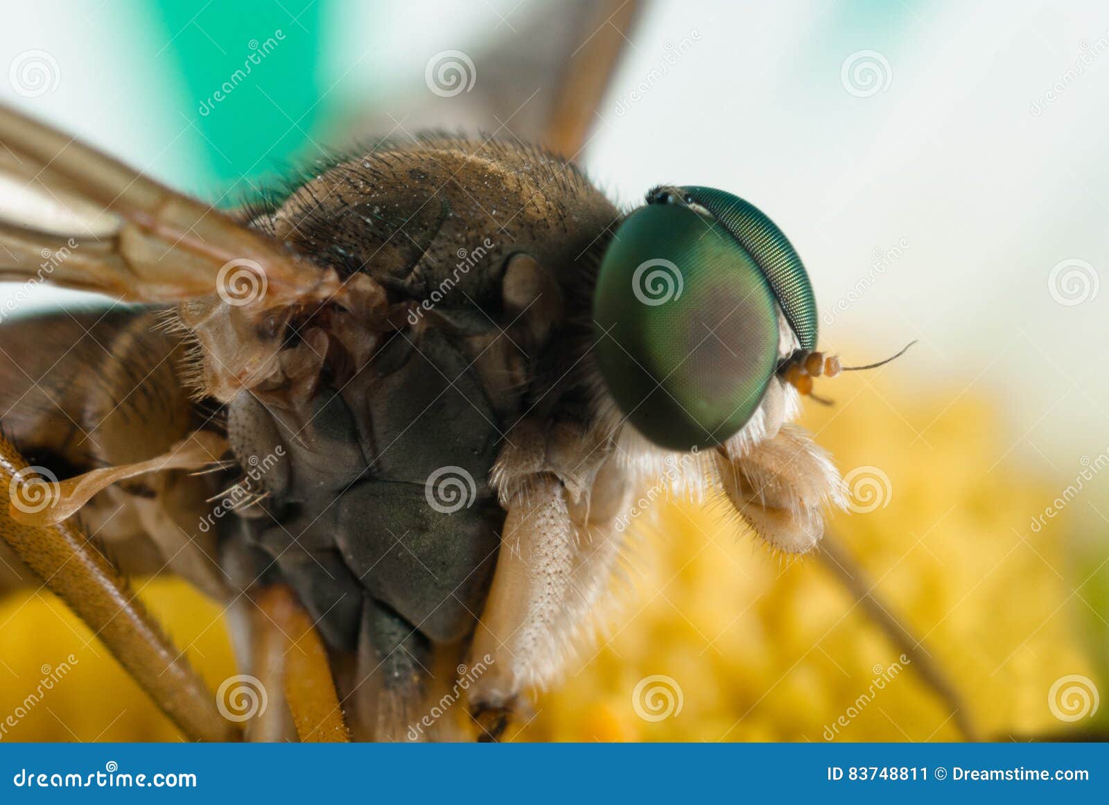 Insect green eyes stock image. Image of design, insect - 83748811