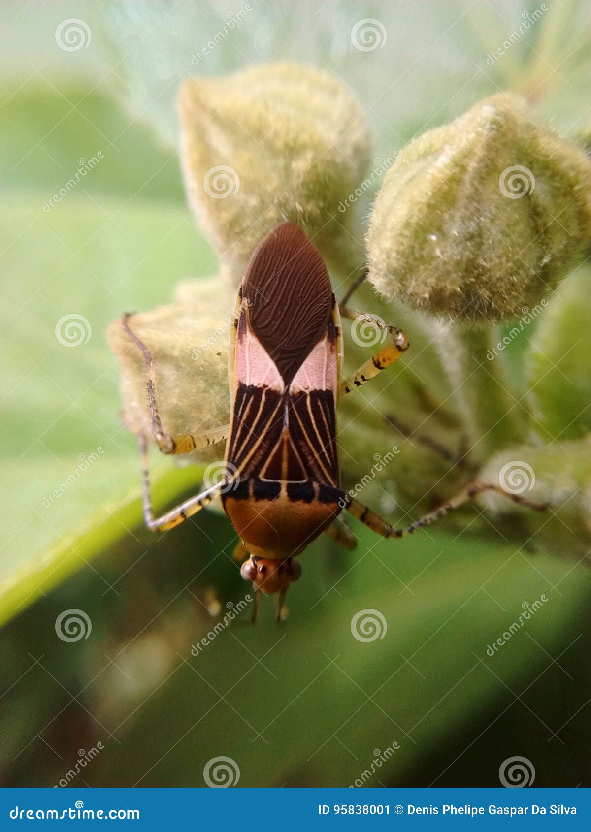 Insect stock image. Image of insect, nature, garden, insects - 95838001