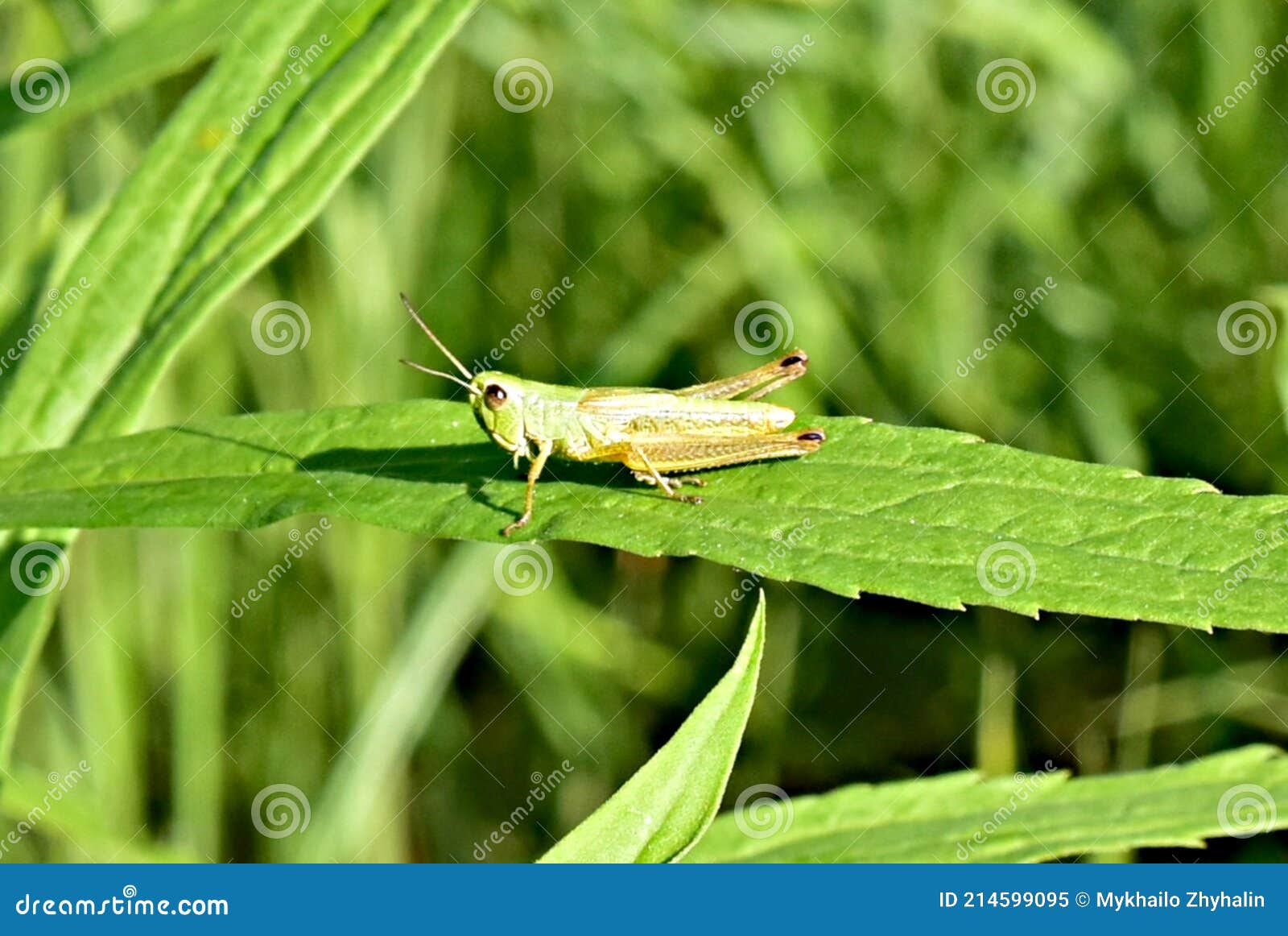 The Insect is a Green Grasshopper. Stock Image - Image of grass ...
