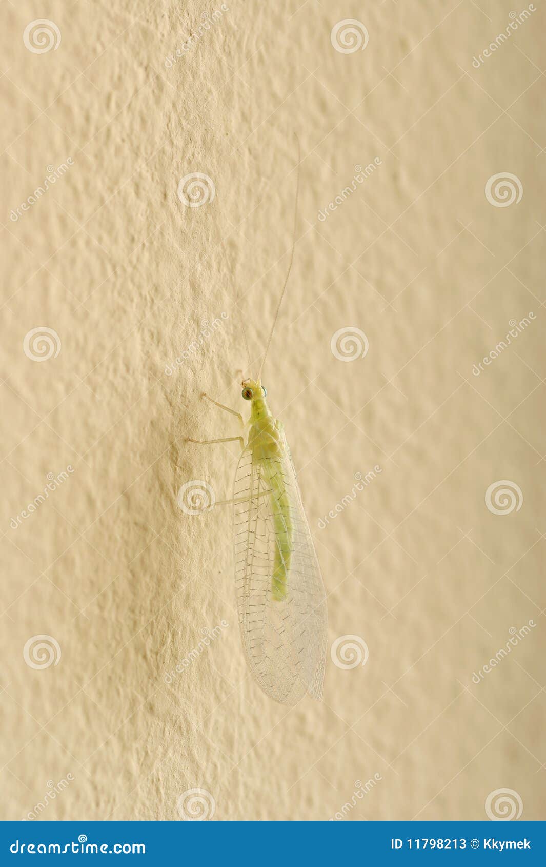 Insect In Green Forest Vegetation. Giant Swallow Tail, Papilio Thoas ...