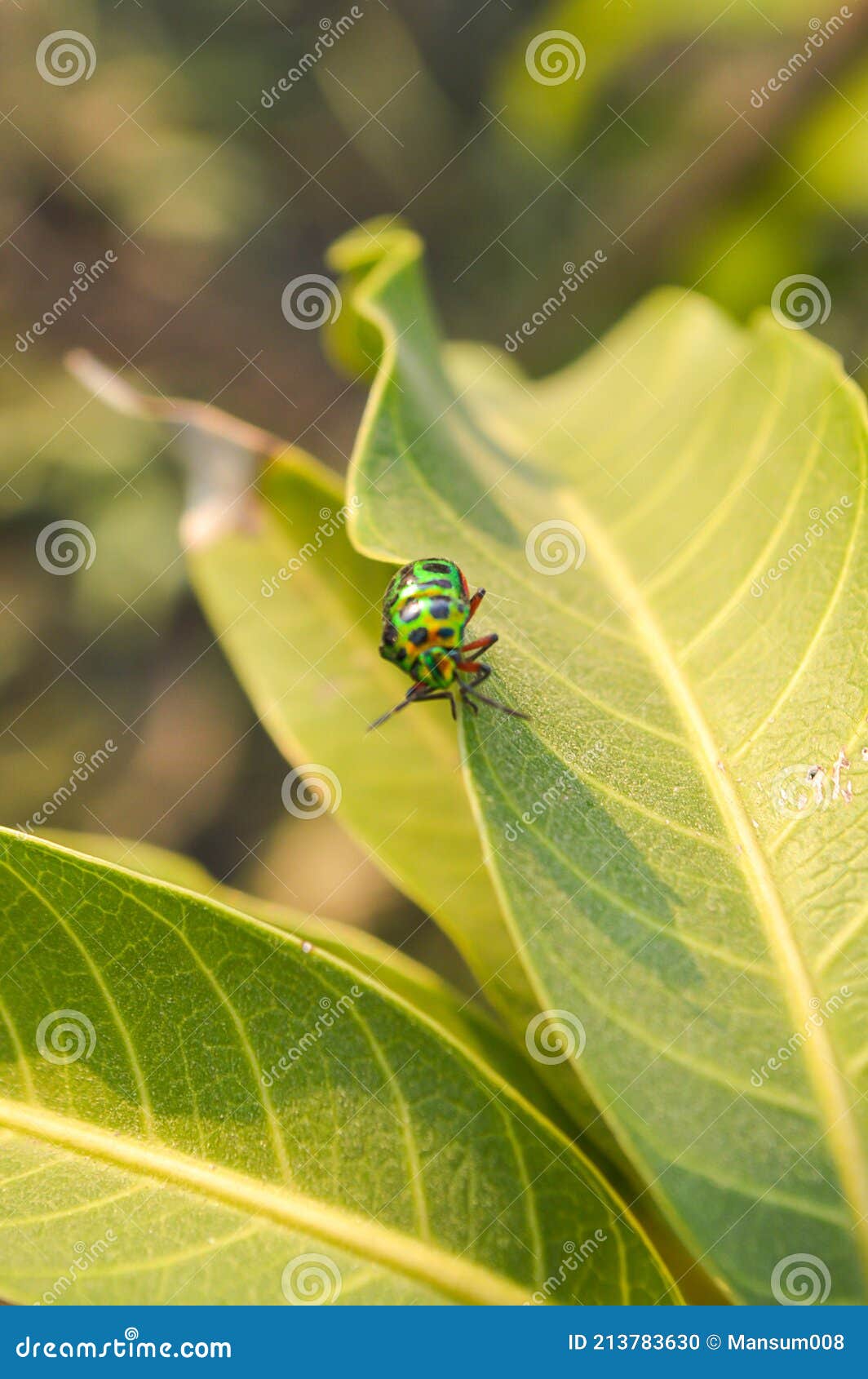 Insect on green leaf stock photo. Image of tree, animal - 213783630