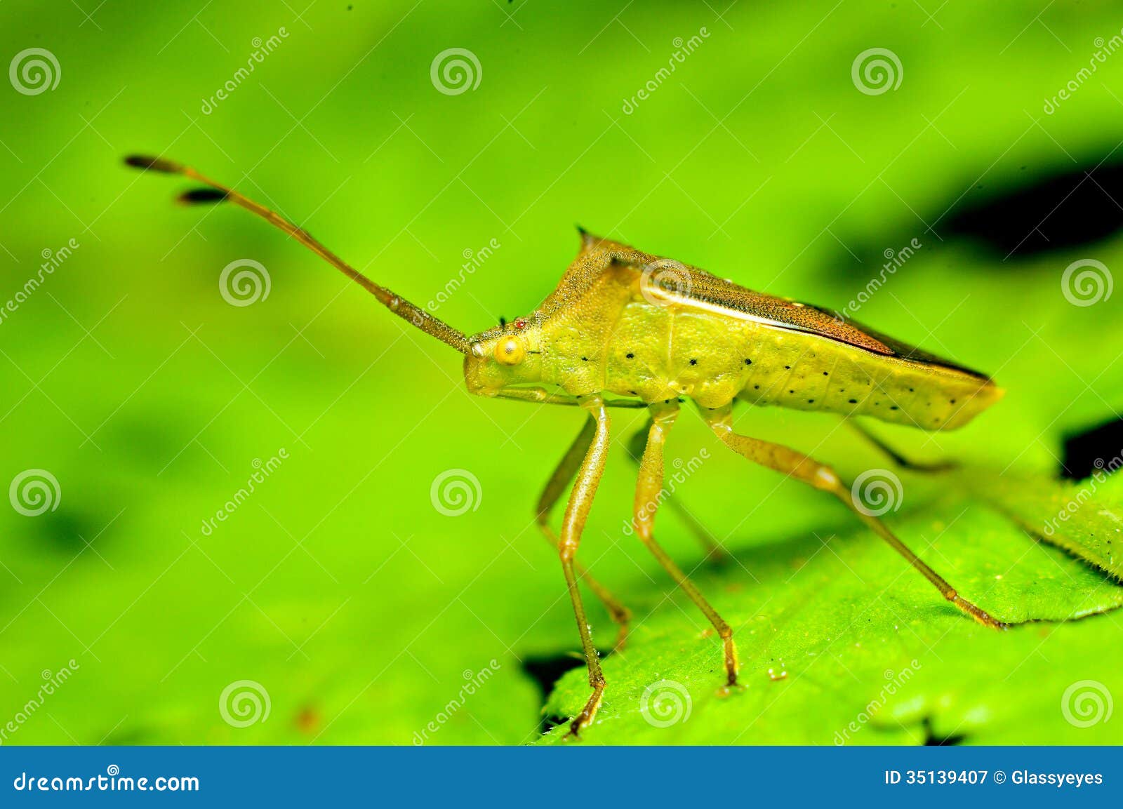Insect on green leaf stock image. Image of closeup, insect - 35139407