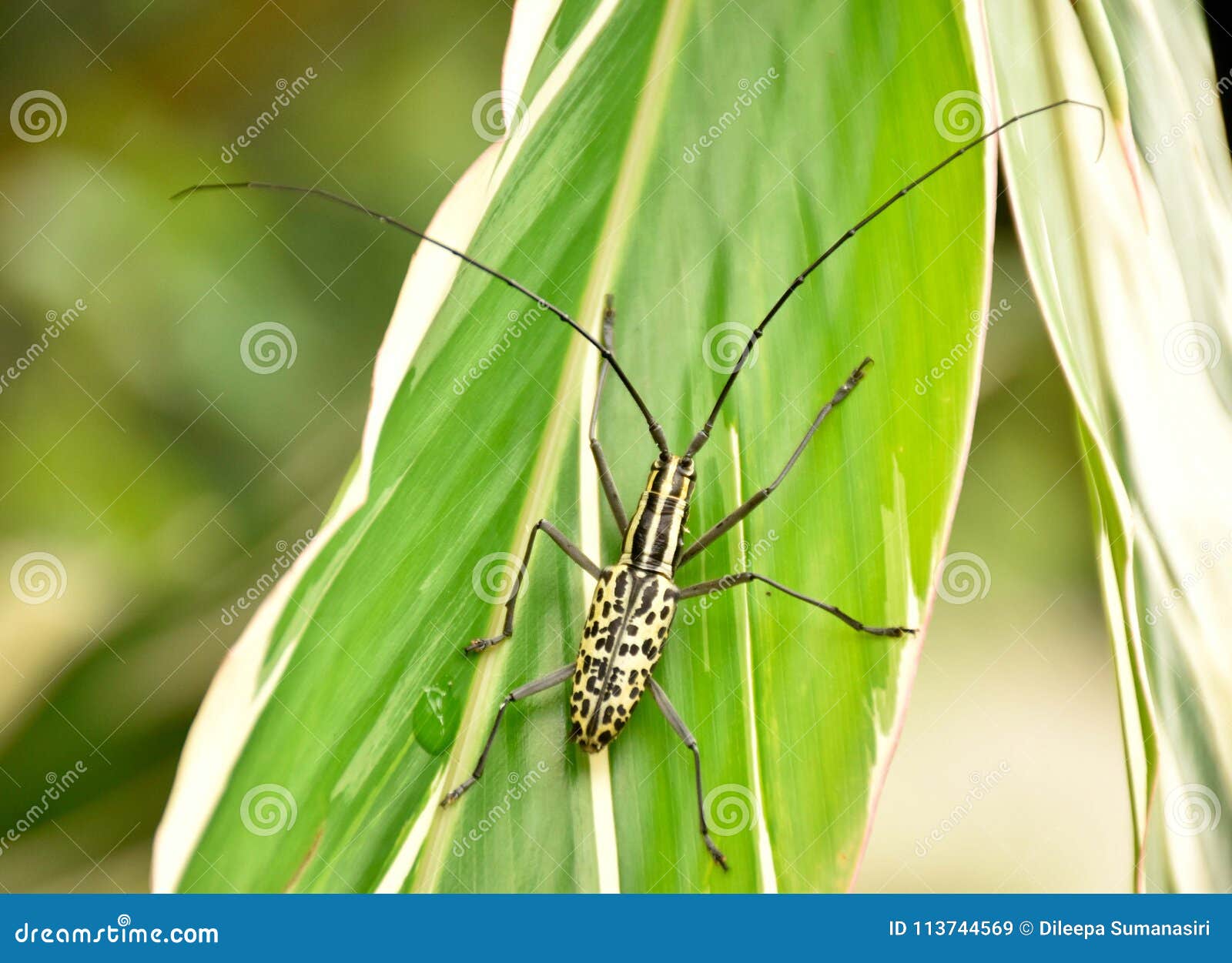 An insect on a leaf stock image. Image of leaf, captured - 113744569