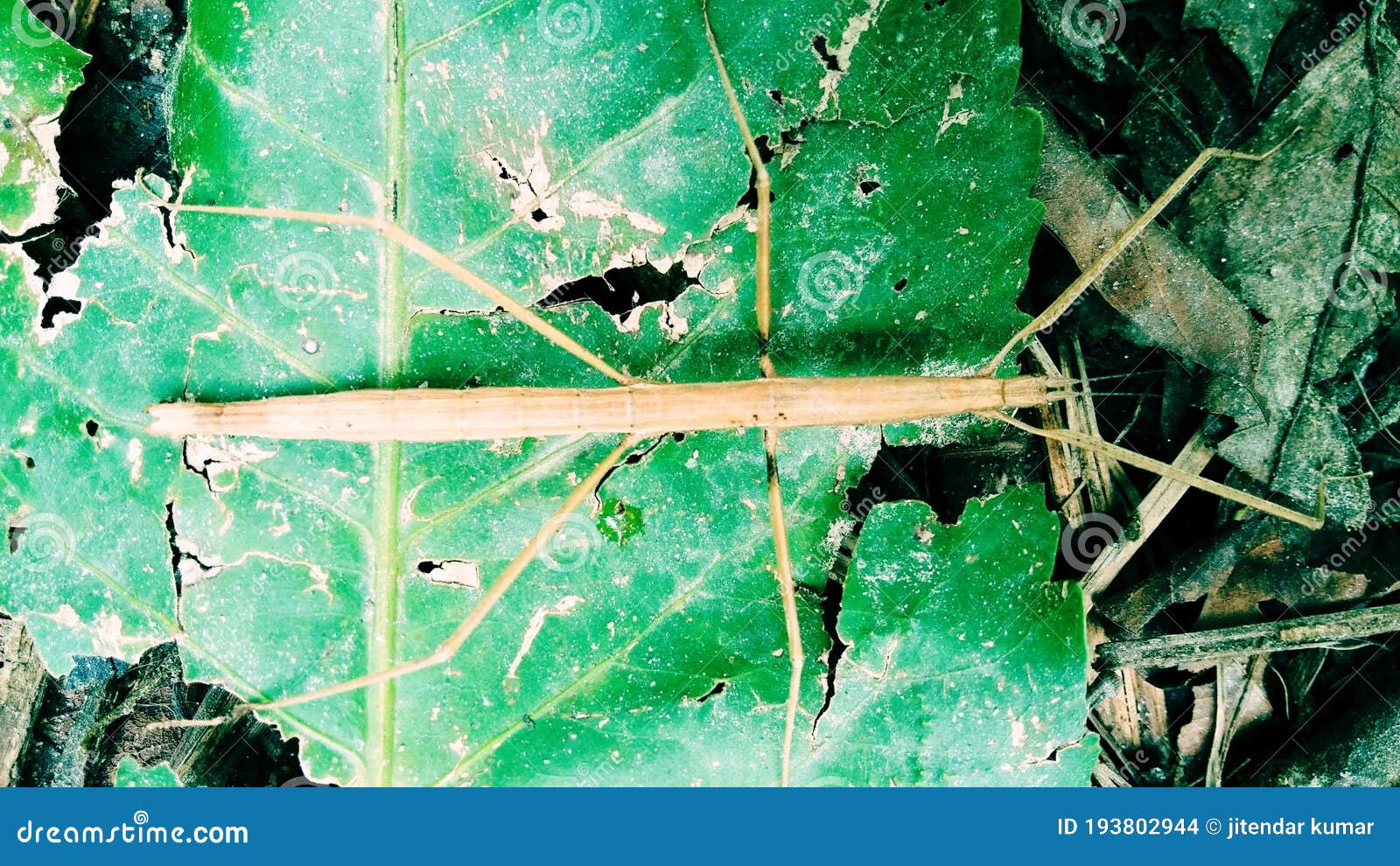 Insect In Green Forest Vegetation. Giant Swallow Tail, Papilio Thoas ...
