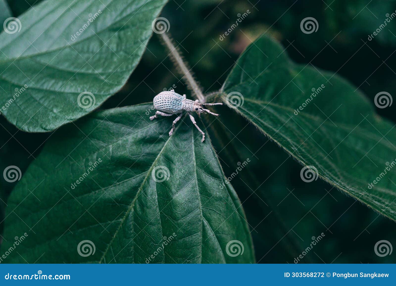 Insect on Green Leaves of Tropical Plant Stock Photo - Image of ...