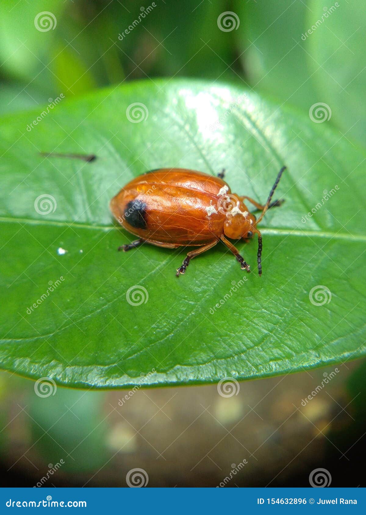 Insect at green lips stock photo. Image of green, insect - 154632896