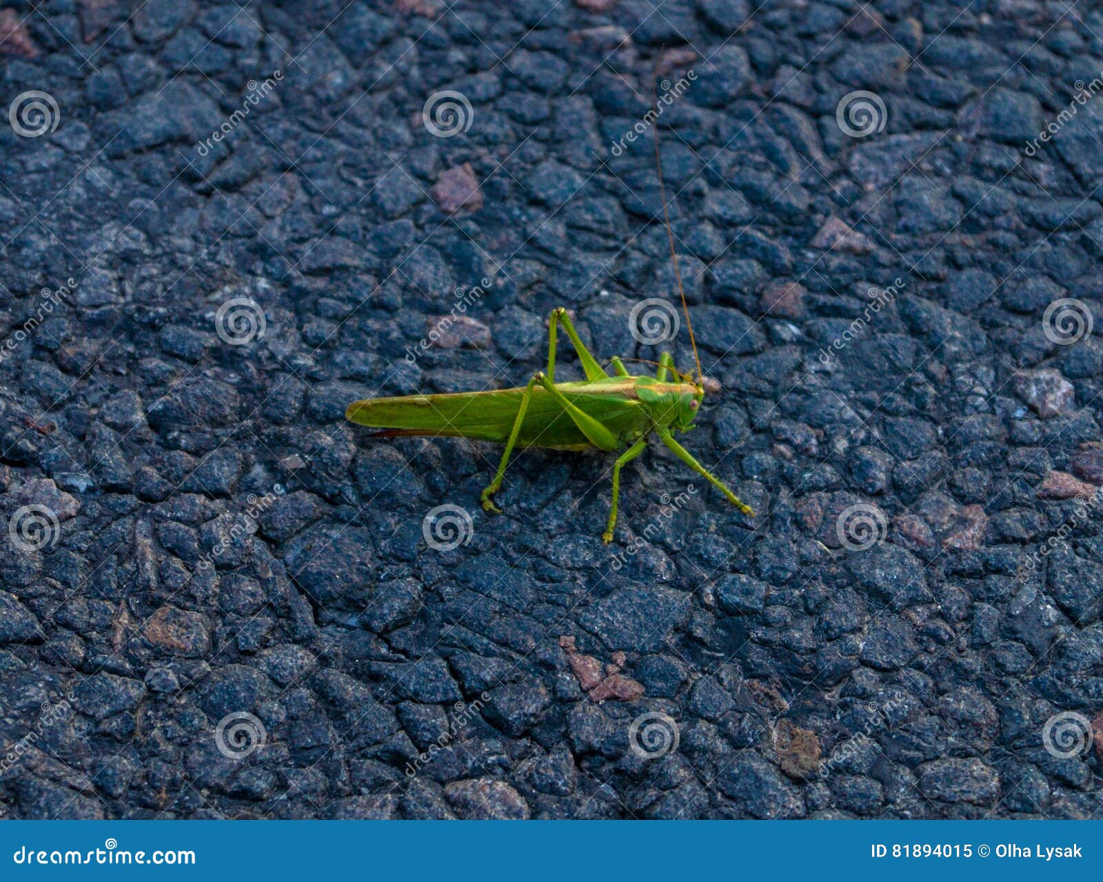 Insect Green Locust Sits Road Stock Image - Image of insect, foot: 81894015