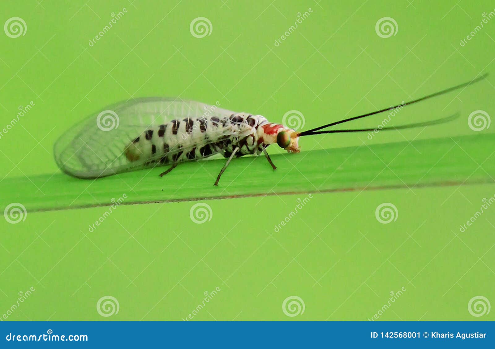 Insect stock image. Image of close, green, macro, wing - 142568001