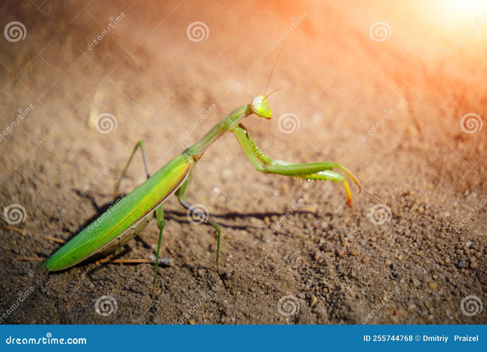 Insect Green Mantis in Natural Conditions on the Background of Natural ...