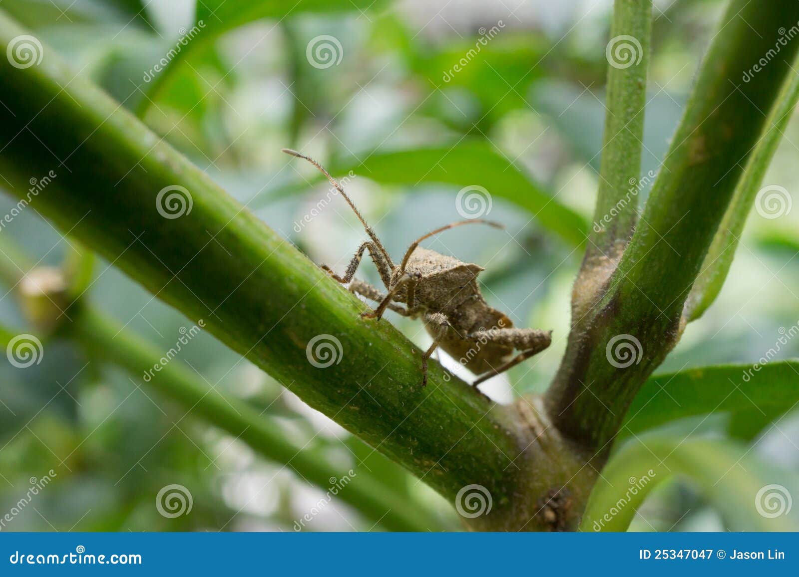 Insect on green plant stock image. Image of flora, stems - 25347047