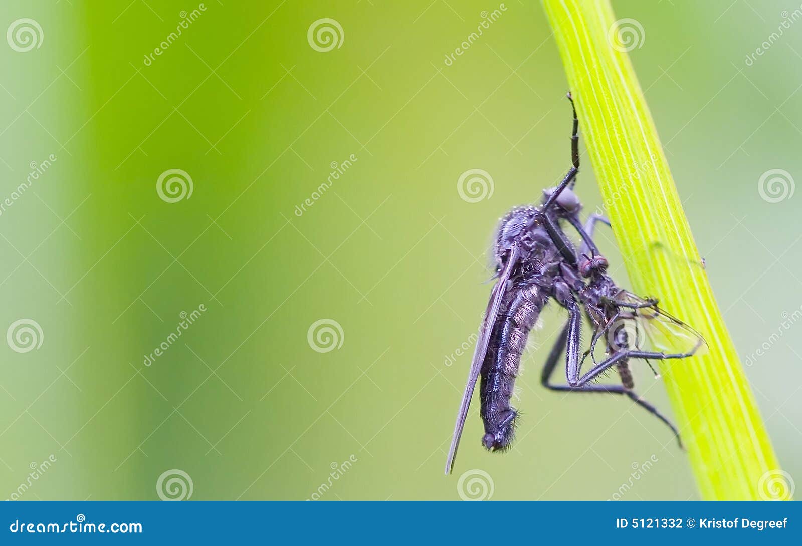 Insect on Green Plant Stalk Stock Photo - Image of closeup, single: 5121332