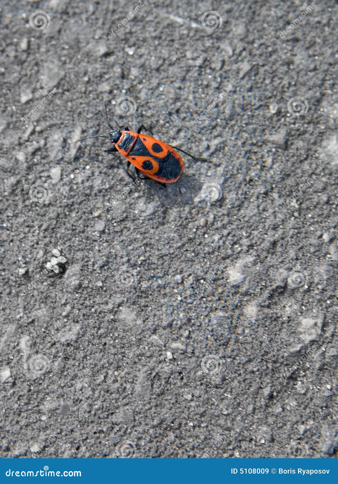 Insect On The Ground Picture. Image: 5108009