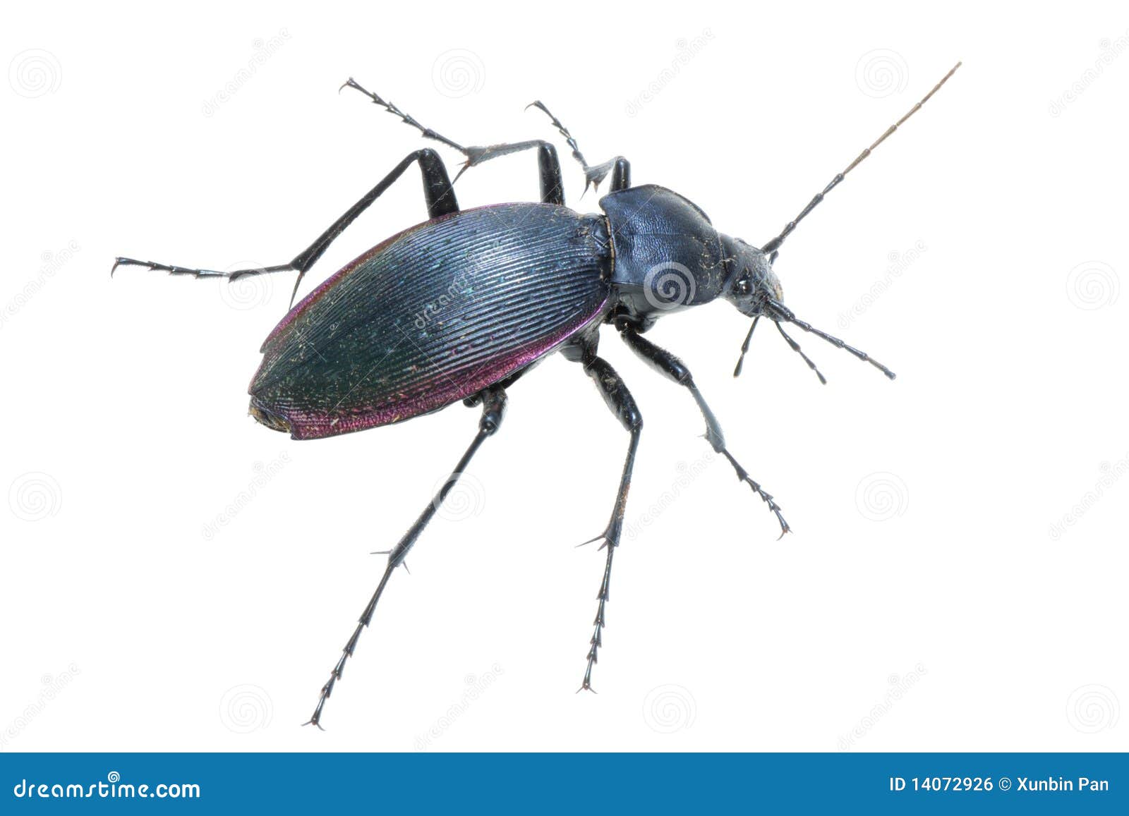 Ground Beetle Royalty-Free Stock Photography | CartoonDealer.com #163495841