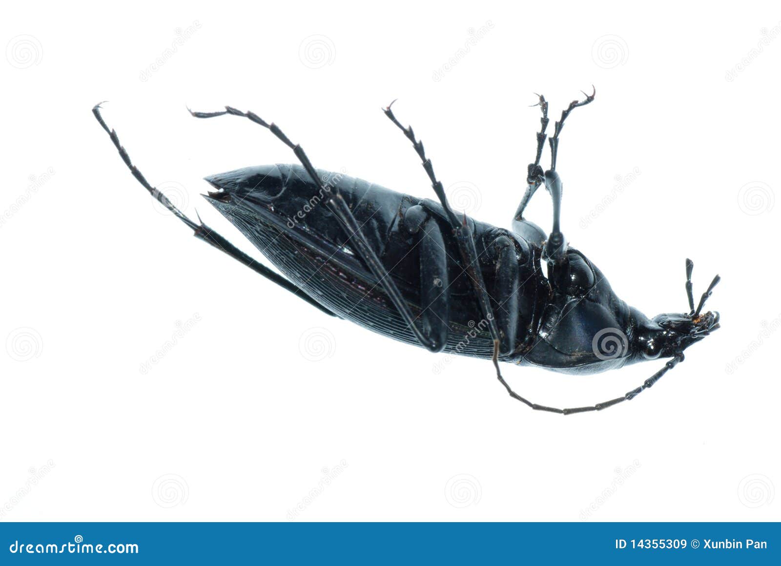 Insect ground beetle stock image. Image of insect, front - 14355309