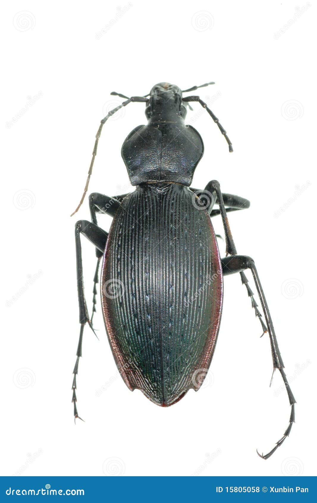 Insect ground beetle stock photo. Image of large, macro - 15805058