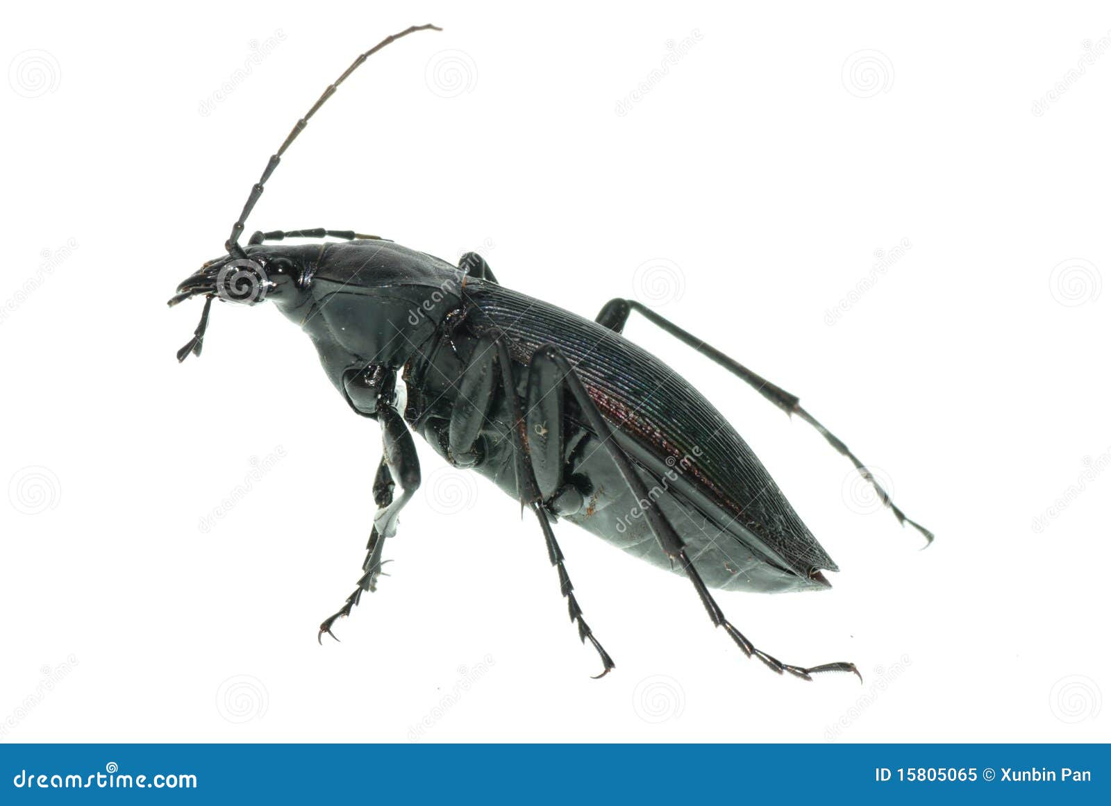 Insect ground beetle stock image. Image of color, isolated - 15805065