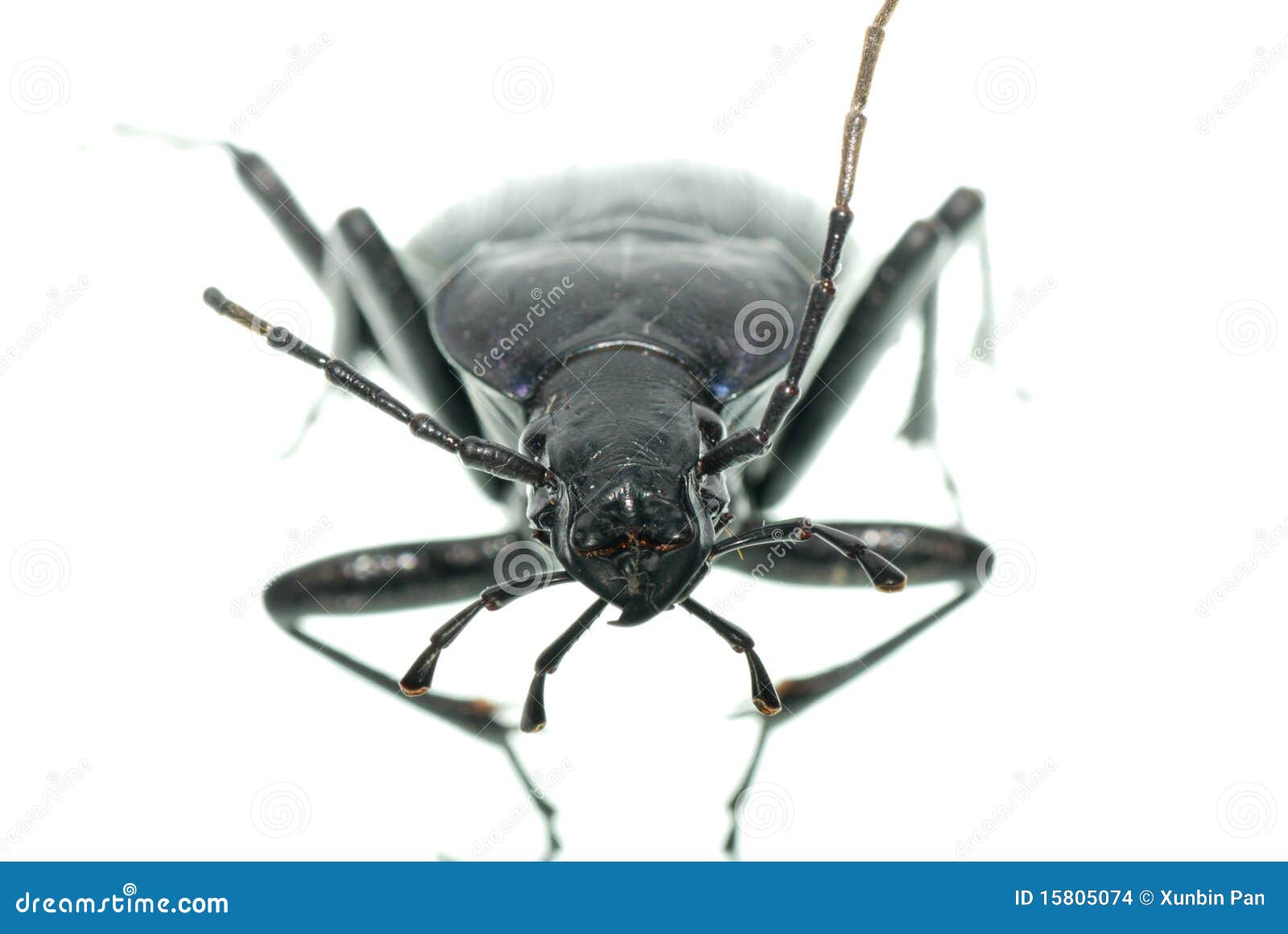 Insect ground beetle stock photo. Image of detail, chinese - 15805074
