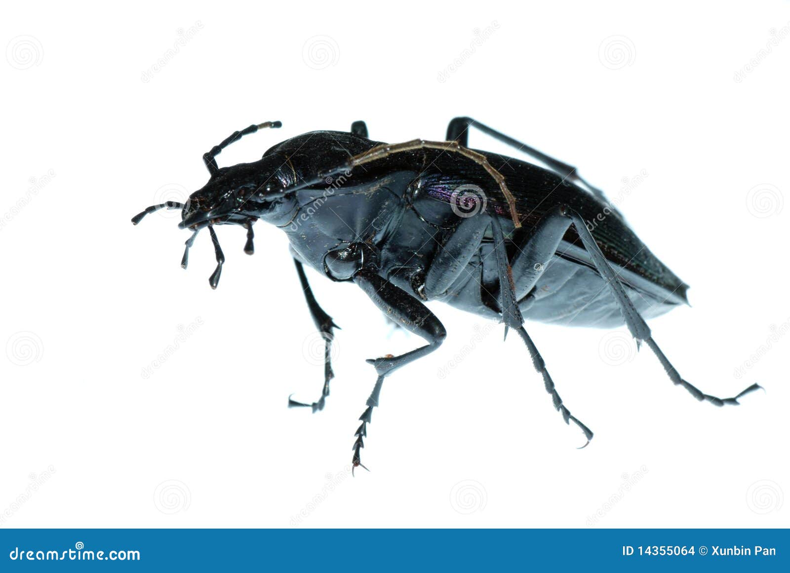 Ground Beetle Royalty-Free Stock Photography | CartoonDealer.com #163495841