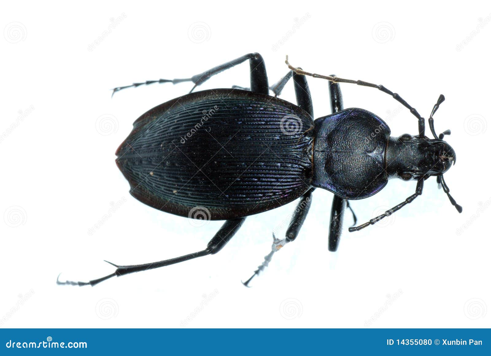 Insect ground beetle bug stock photo. Image of detail - 14355080