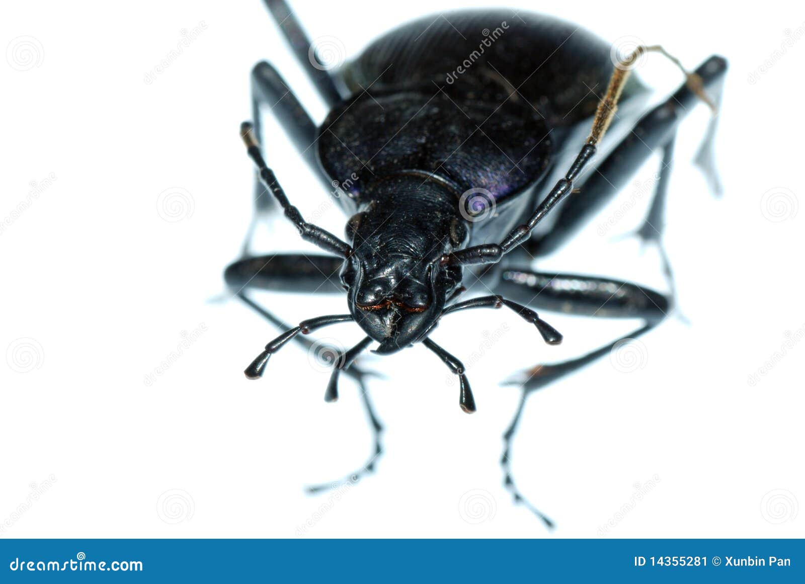 Insect ground beetle bug stock image. Image of front - 14355281