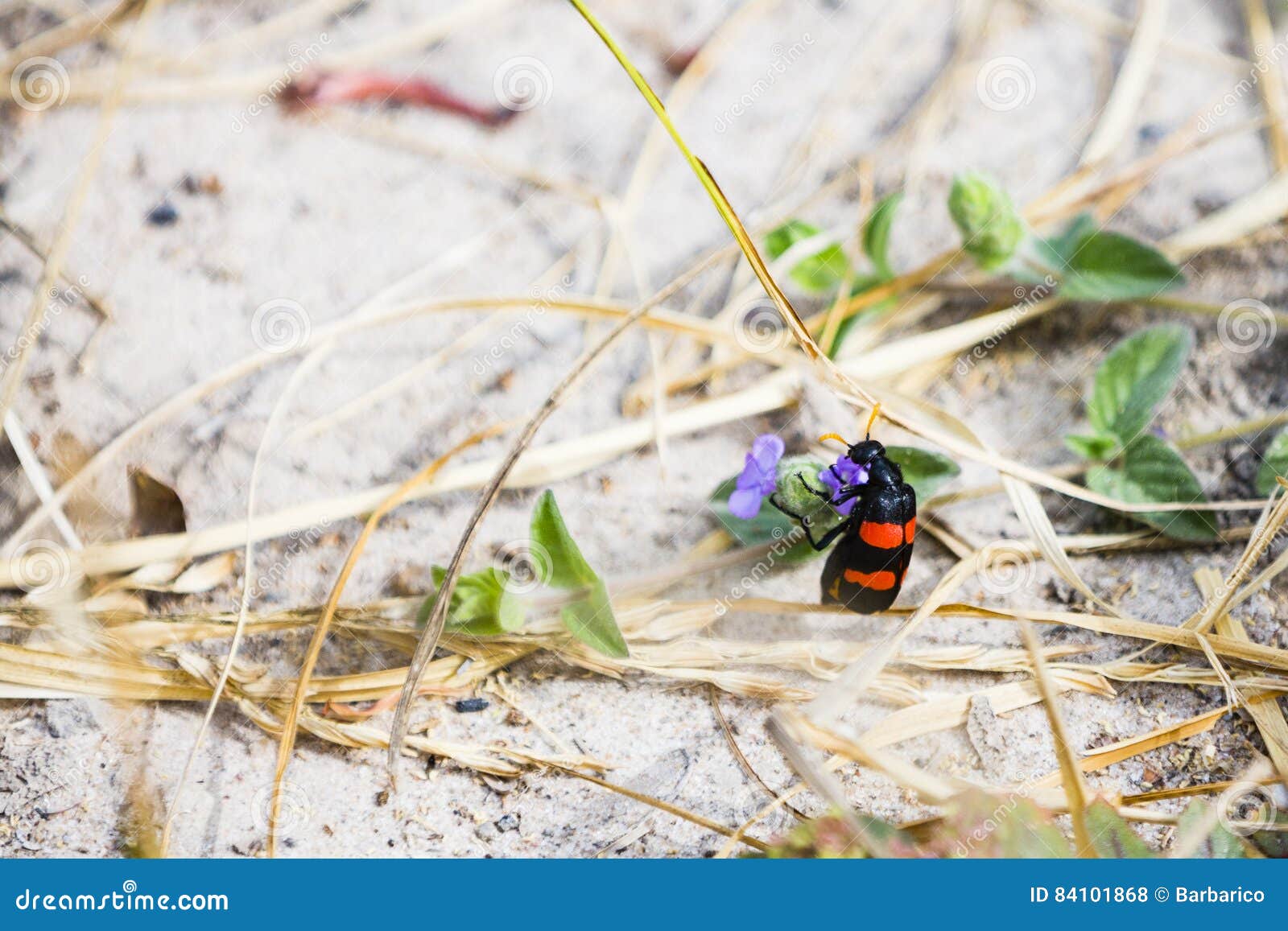 An insect on the ground stock photo. Image of fauna, outdoor - 84101868