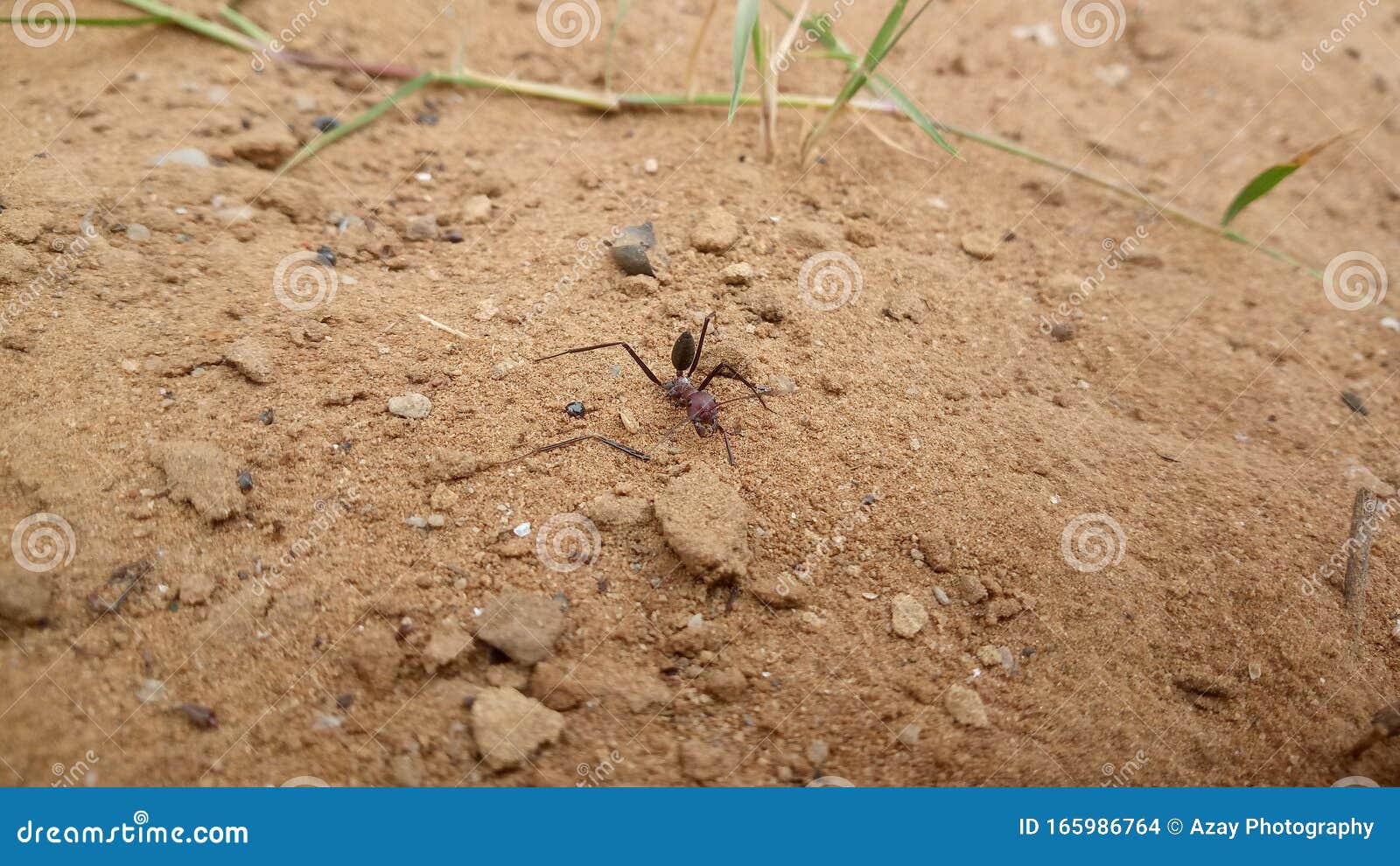 A Insect on the Ground. Macro Insects Stock Photo - Image of insect ...