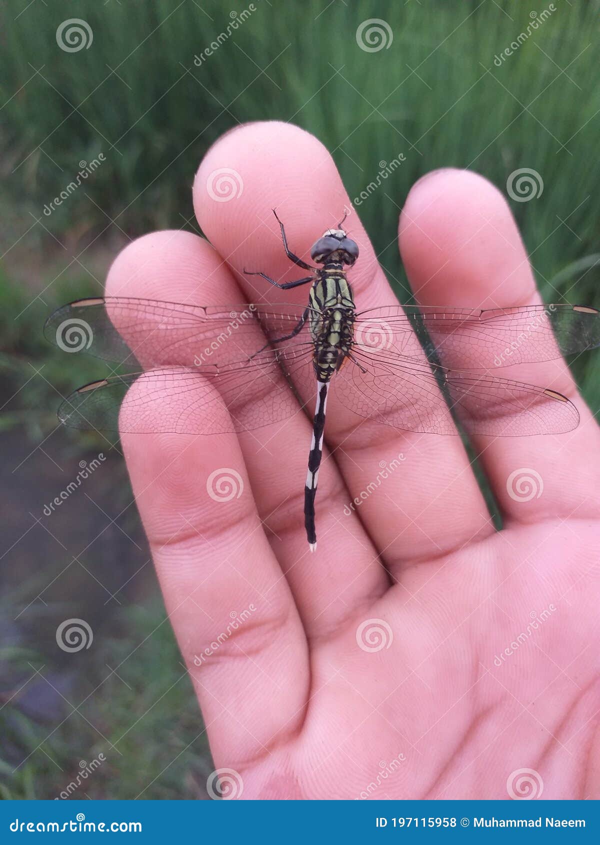 A insect on hand stock photo. Image of invertebrate - 197115958