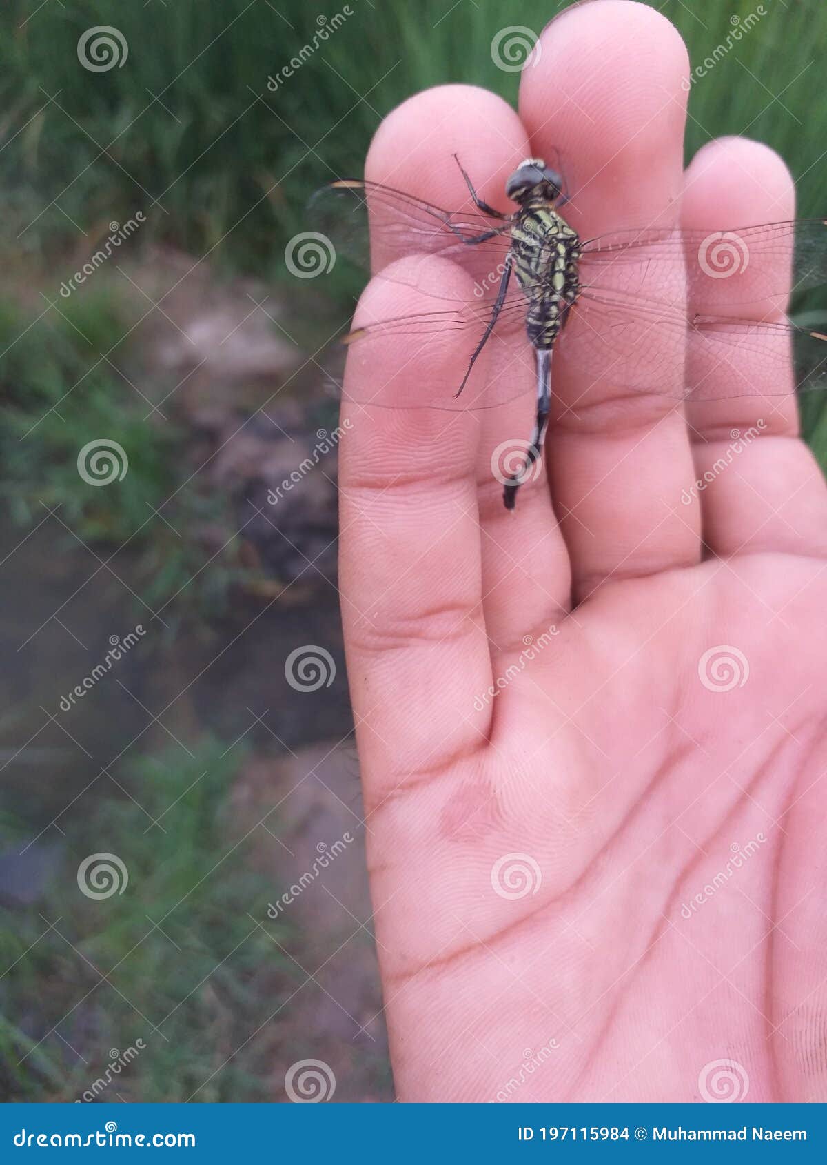 A insect on hand stock photo. Image of organ, moth, finger - 197115984