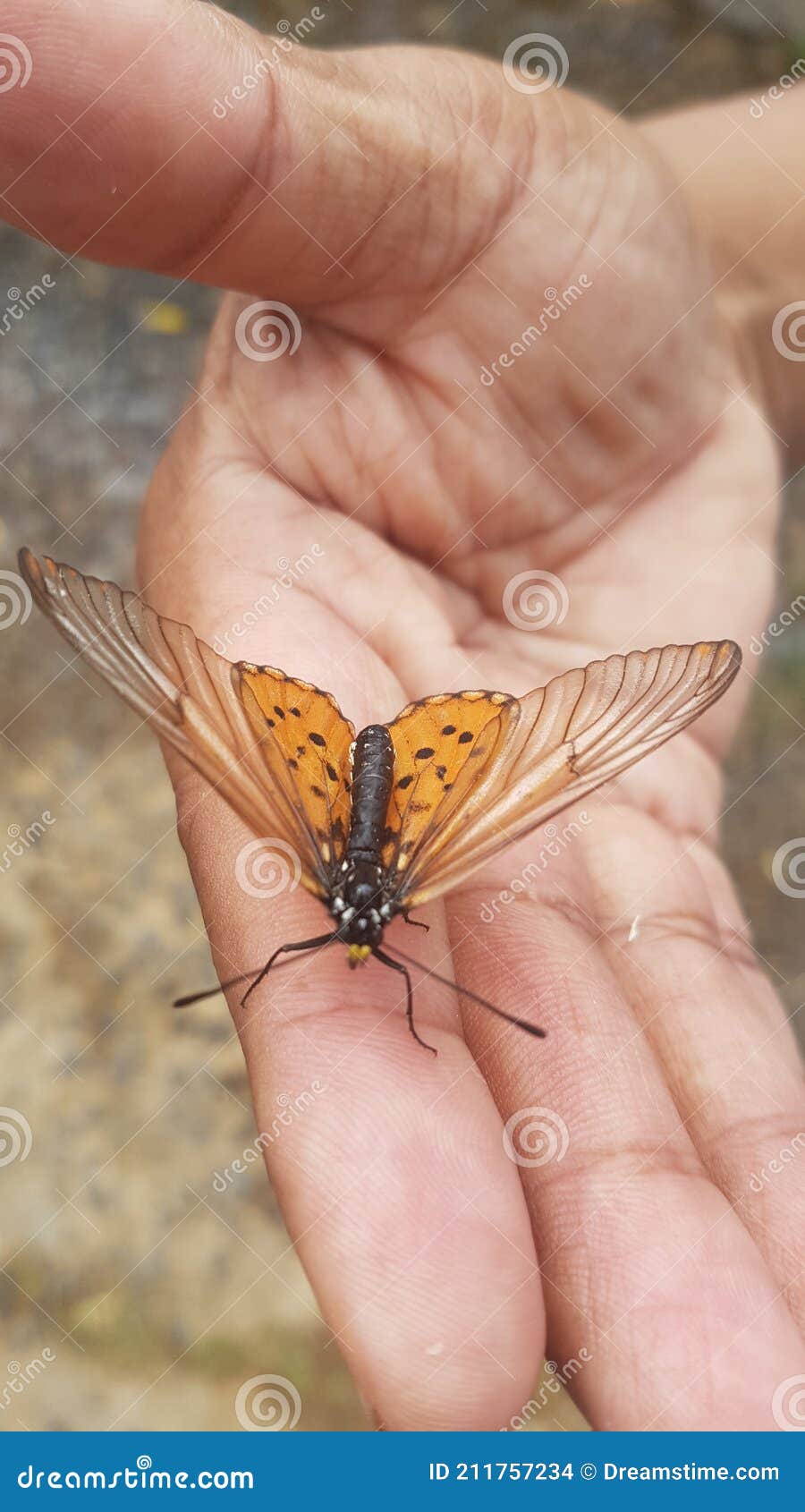 Insect on hand stock photo. Image of insect, moth, leaf - 211757234