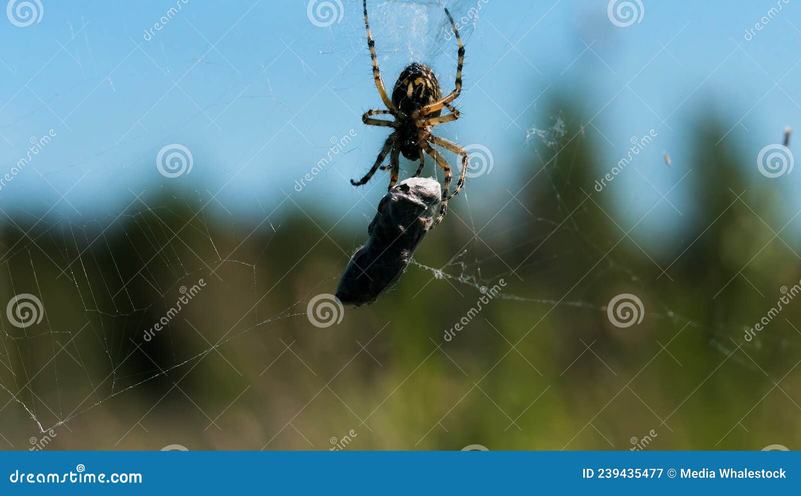 An Insect Hanging on Its Spider Web. Creative Stock Image - Image of ...