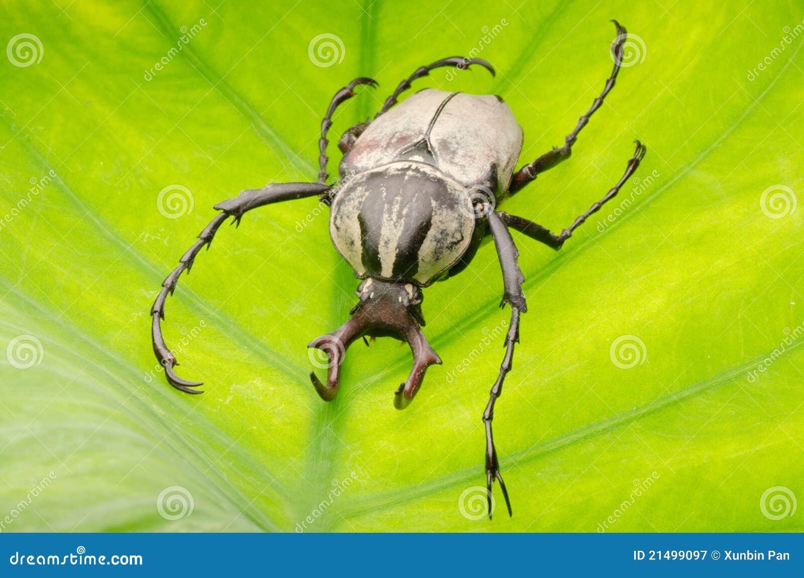 Insect Hart Horn Flower Beetle Stock Image - Image of creature, leaf ...