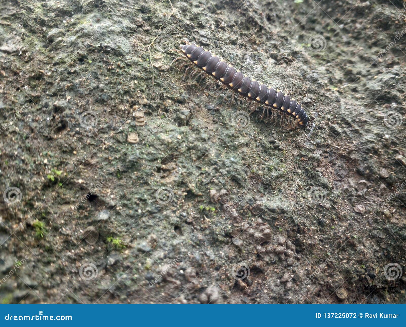 The Creep stock photo. Image of dangerous, creep, human - 137225072