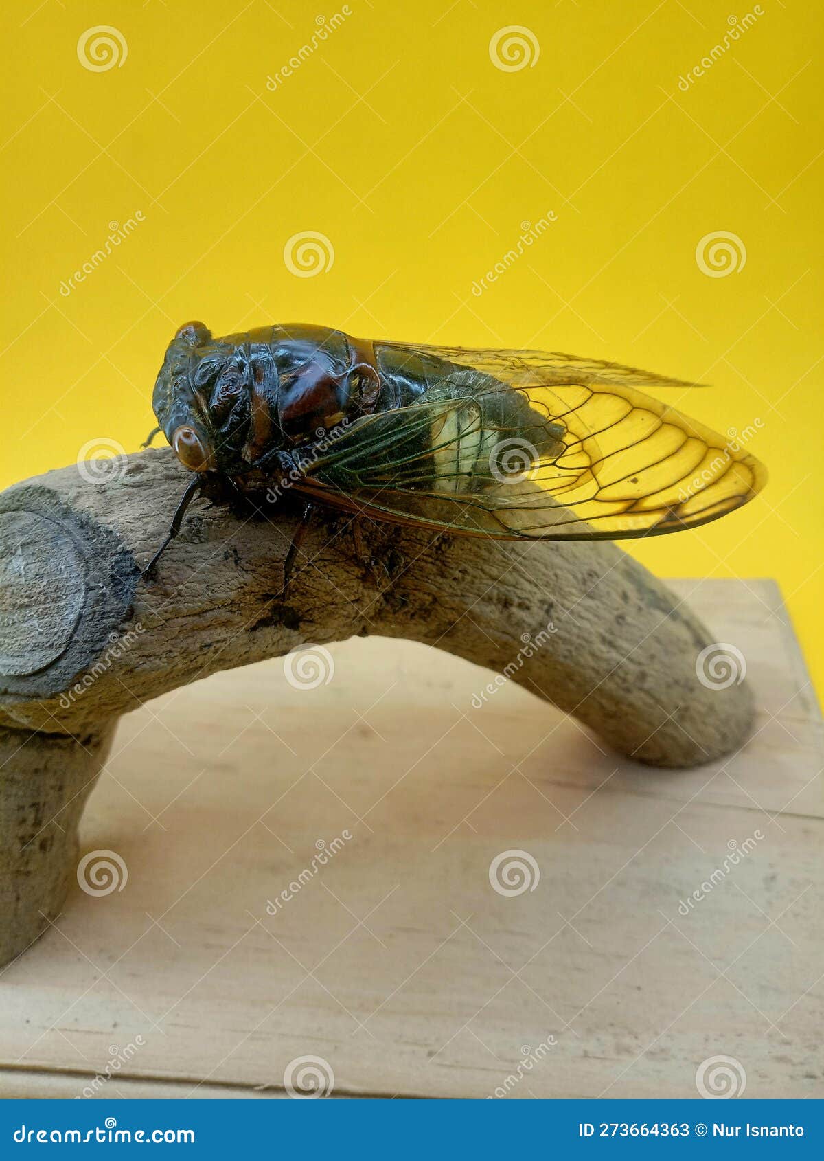 An Insect that Has a Very Loud Voice Stock Image - Image of loud, voice ...