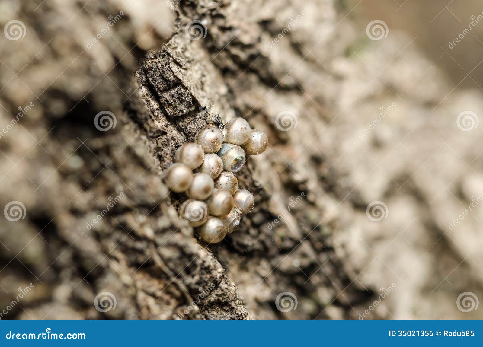 Insect Hatched Egg among Other Unhatched Ones Stock Photo - Image of ...