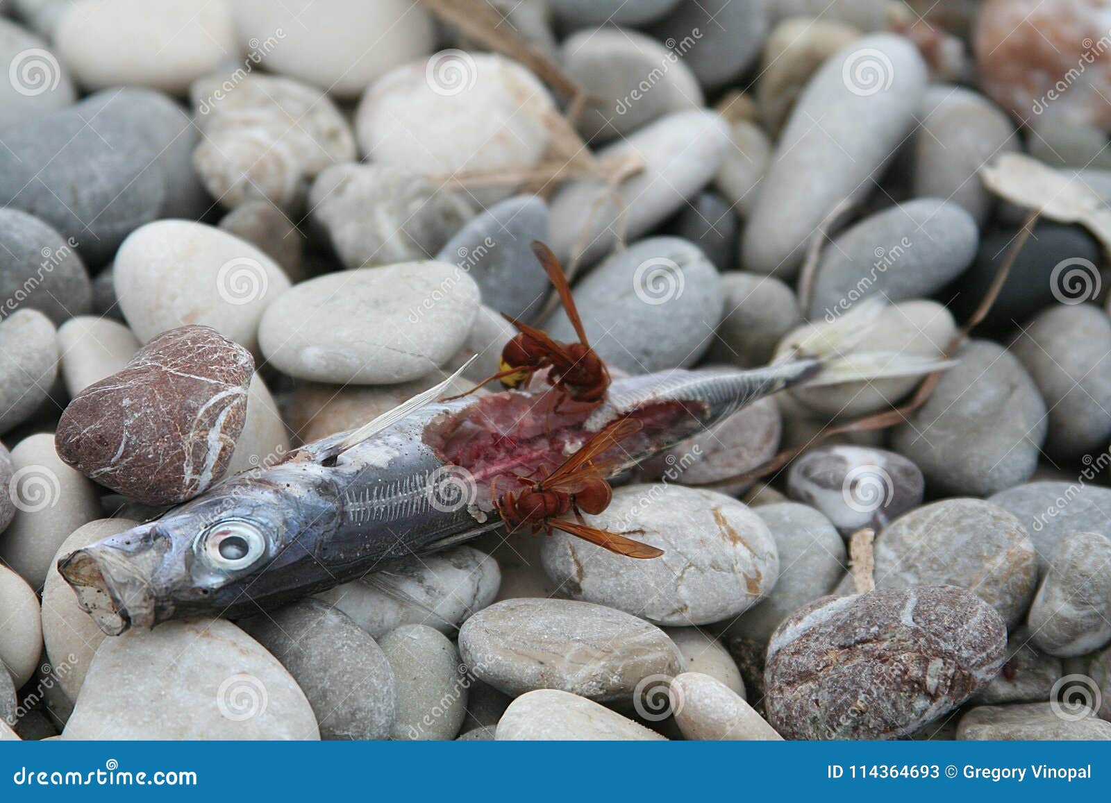 An Insect Having a Fish on Lunch Stock Image - Image of fish, stones ...