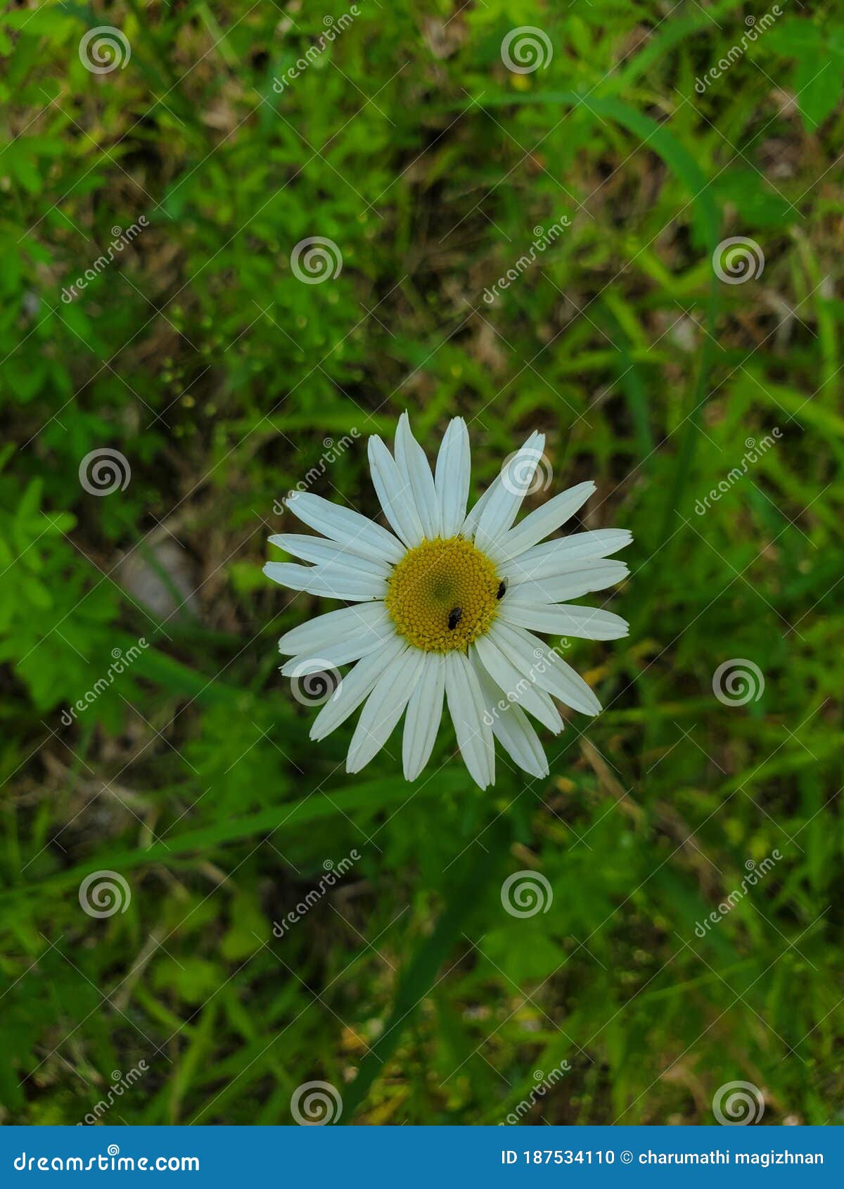 Insect having its dessert stock photo. Image of yellow - 187534110