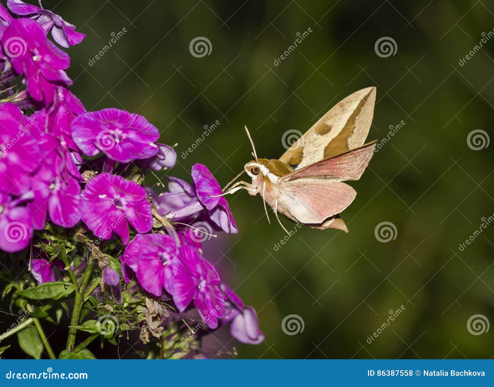 Insect Hawk Moth Hovering Over the Phlox and Collects Nectar Stock Photo - Image of blossom ...