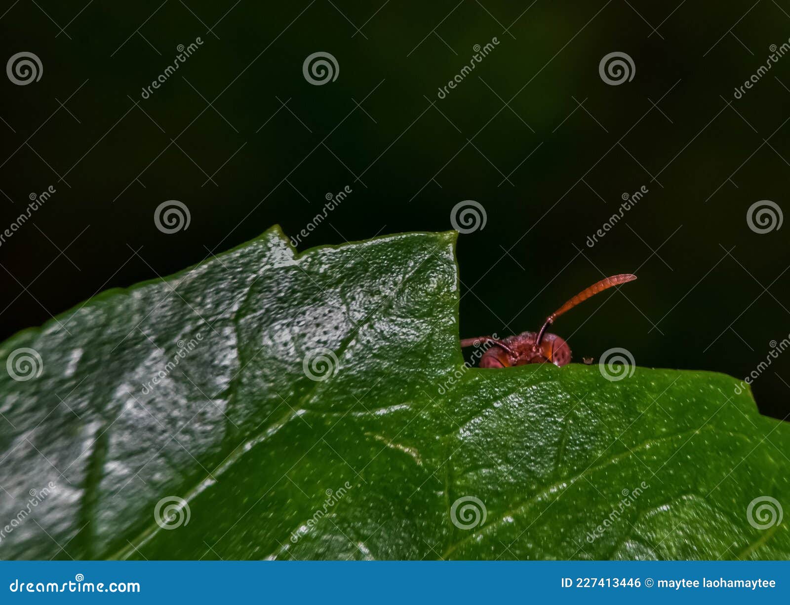 Insect is Hiding Behind the Leaf. Stock Photo - Image of leaf, hiding ...