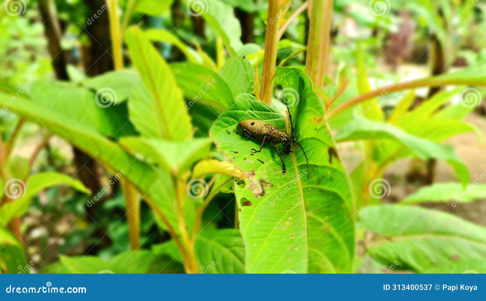 Insect hiding on leaf stock image. Image of nature, insect - 313400537