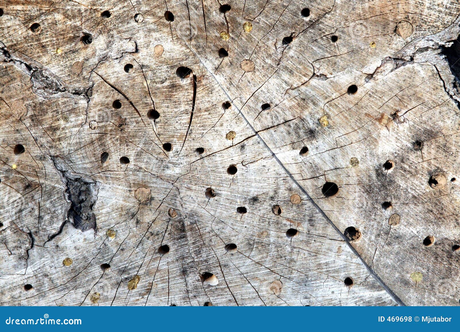 Insect holes stock photo. Image of undermining, destruction - 469698